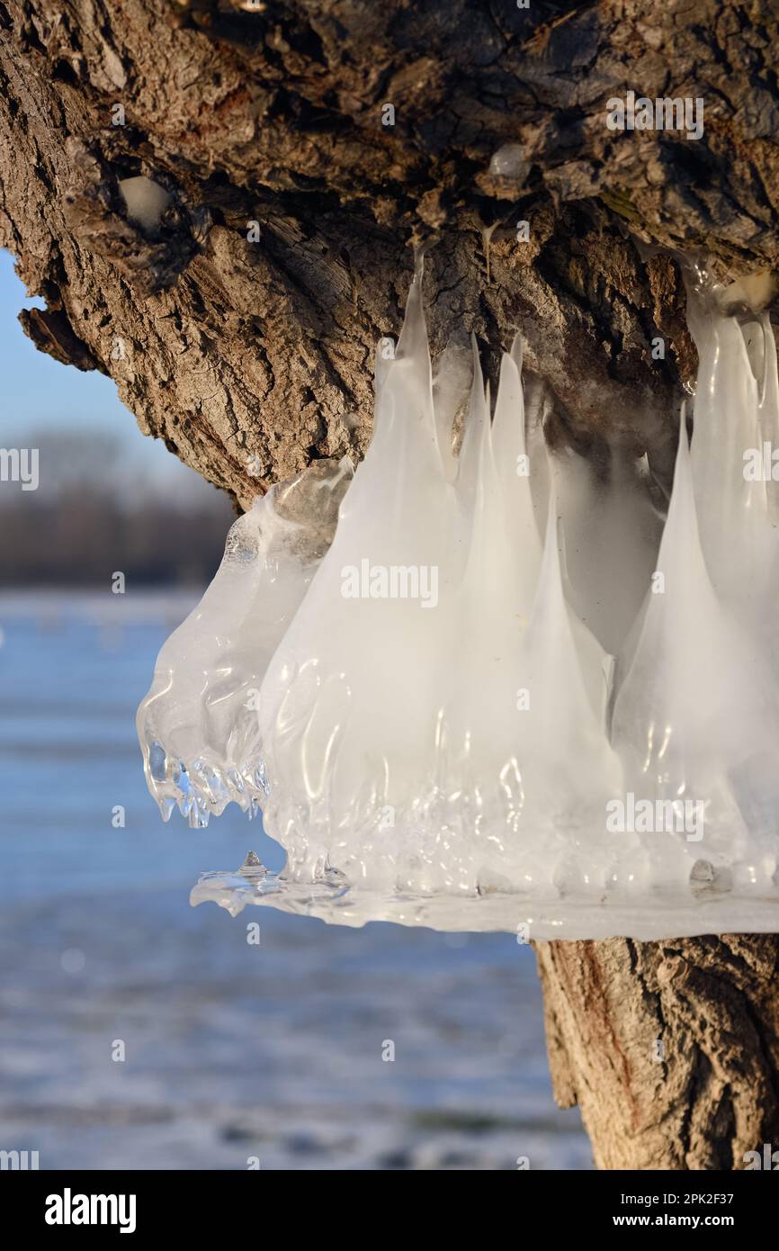 Natural lood level indicator... Bislicher Insel ( Winter flood 2020/ ...