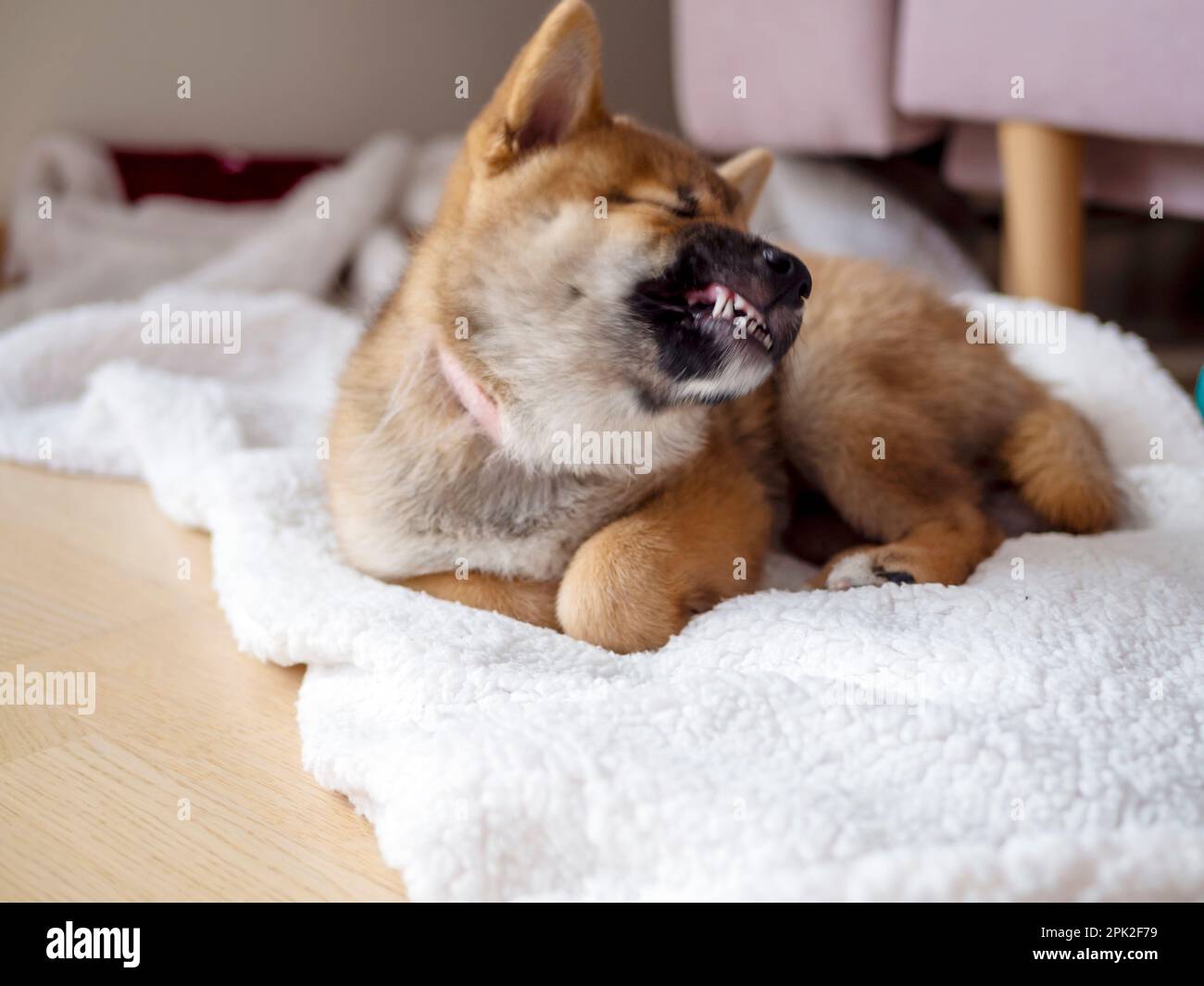 Portrait of cute Shiba Inu small dog, puppy, Close up. Dogecoin. Red ...