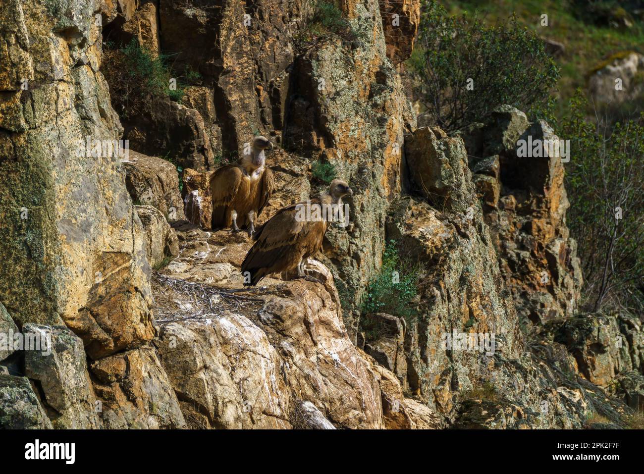 Beauty fauna hi-res stock photography and images - Alamy