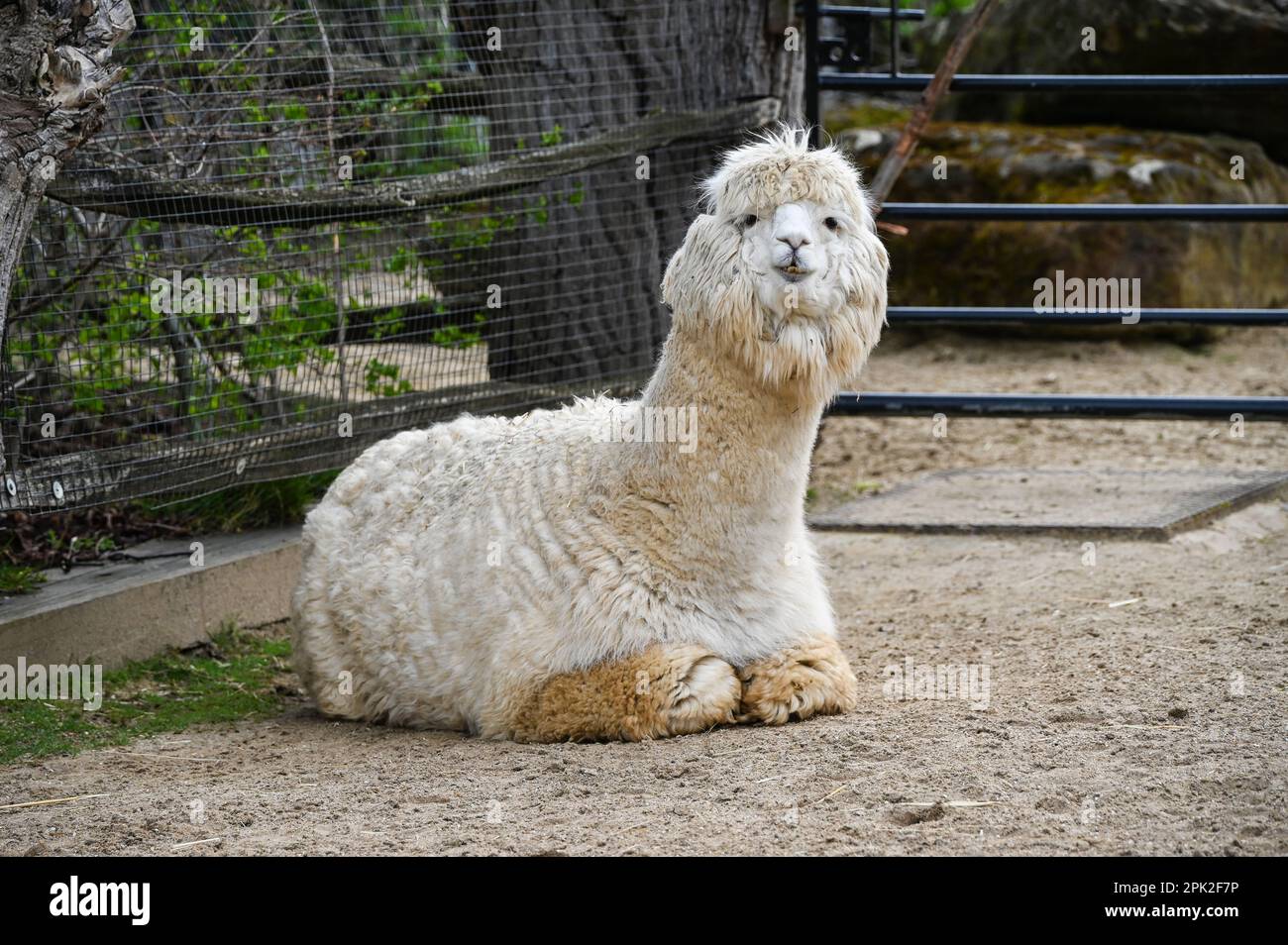 Fluffy haired alpacas hi-res stock photography and images - Alamy