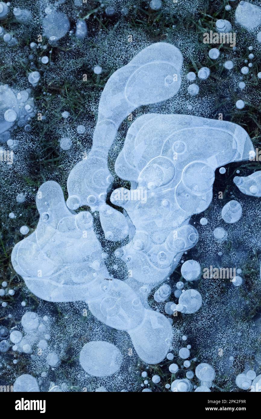 Air bubbles... Ice ( winter flood 2020/2021 ), ice layer with frozen ...