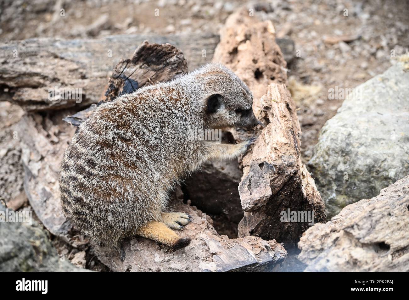 London Zoo, London, UK. 5th Apr, 2023. PHOTOCALL: Playful Sumatran ...
