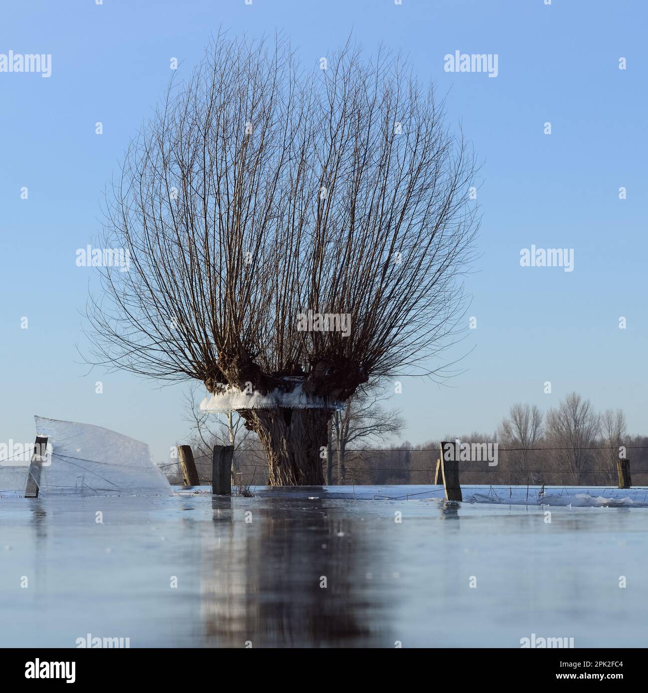 Land under... Head willows ( winter flood Rhineland 2020/2021 ) in ice ...
