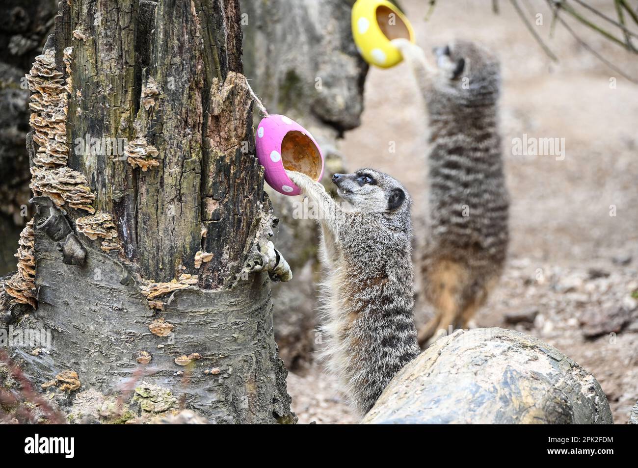 London Zoo, London, UK. 5th Apr, 2023. PHOTOCALL: Playful Sumatran ...