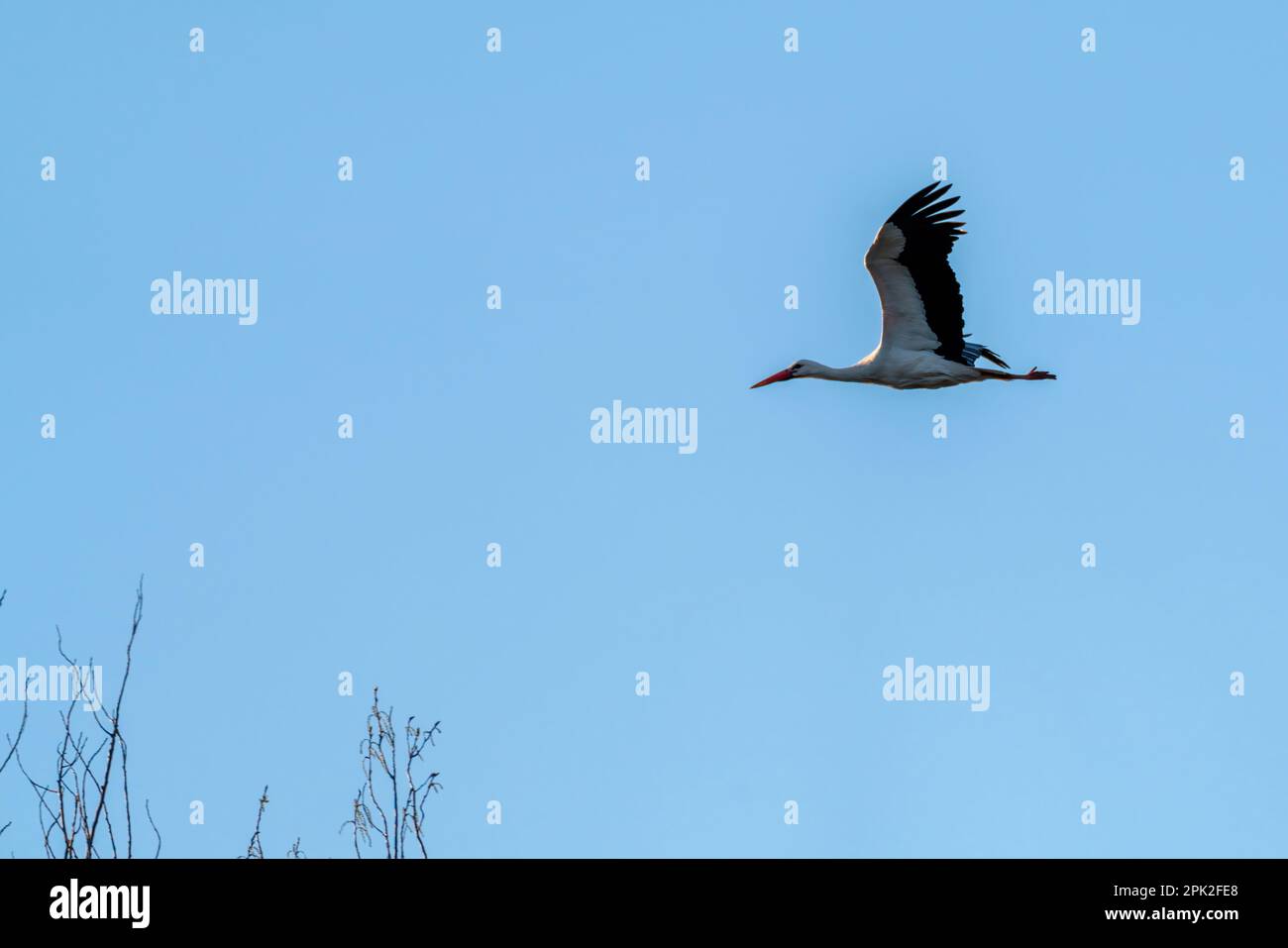 Horizontal flier hi-res stock photography and images - Alamy