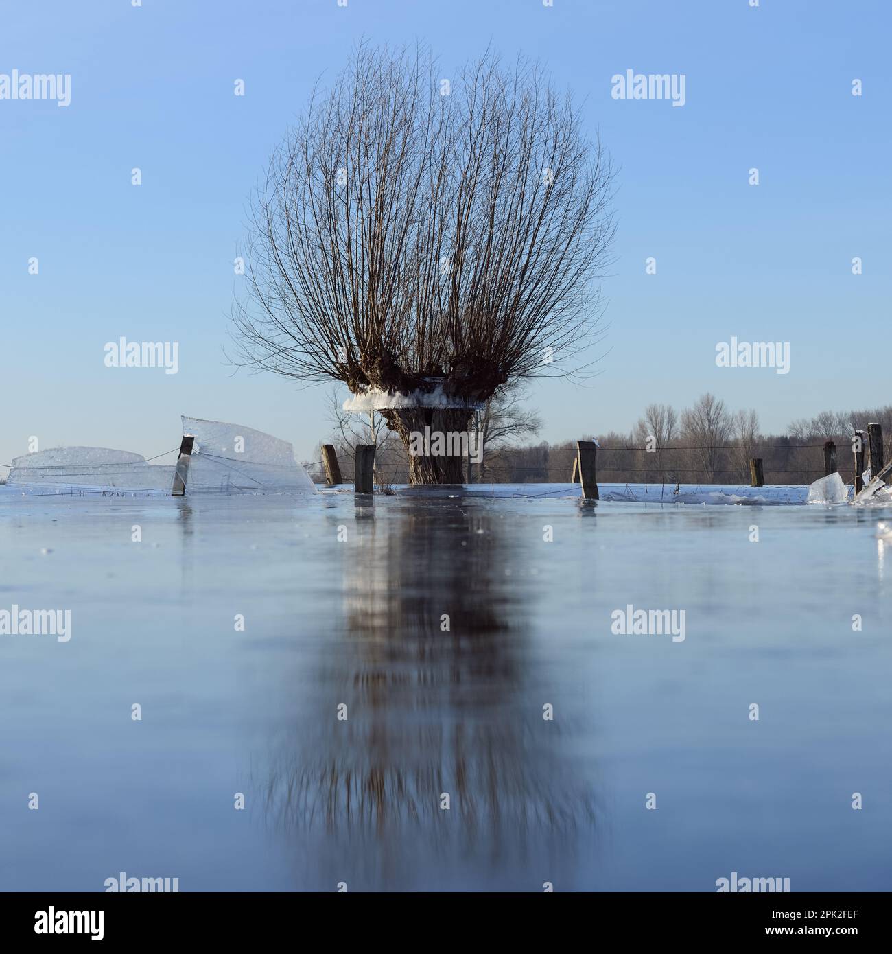 Land under... Head willows ( winter flood Rhineland 2020/2021 ) in ice ...