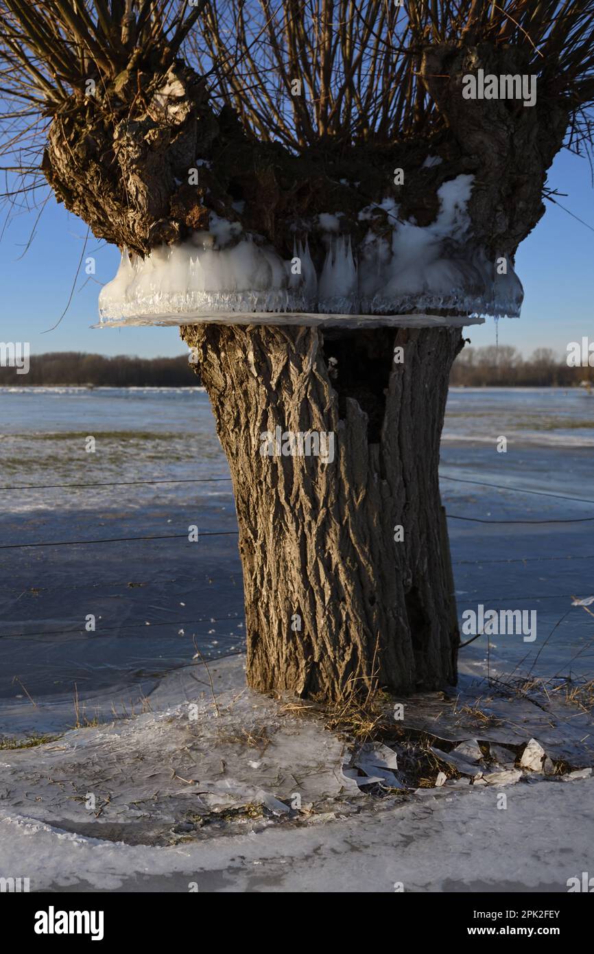 Flood mark... Head willow ( winter flood 2020/2021 ) Bislicher Island ...