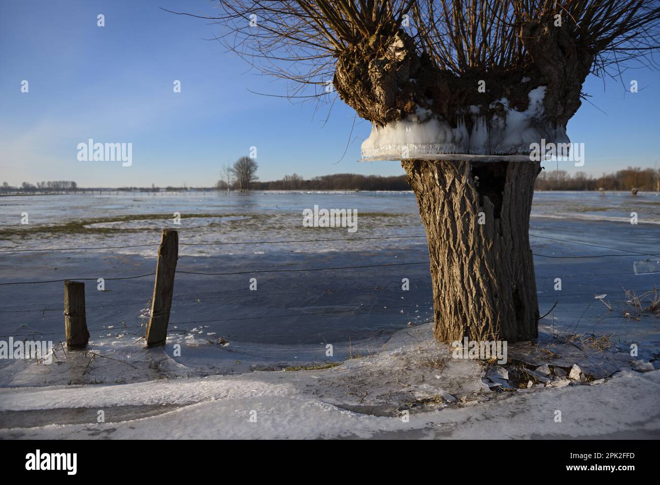 Flood mark... Head willow ( winter flood 2020/2021 ) Bislicher Island ...