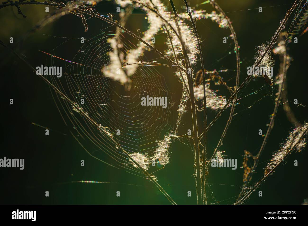Spider's web in counter-light with wool scraps from sheep wool Stock ...