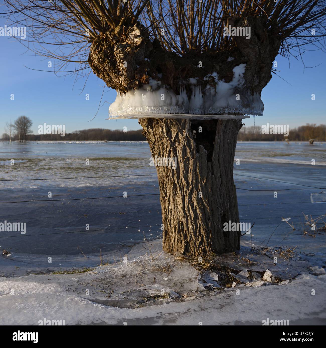 Flood mark... Head willow ( winter flood 2020/2021 ) Bislicher Island ...