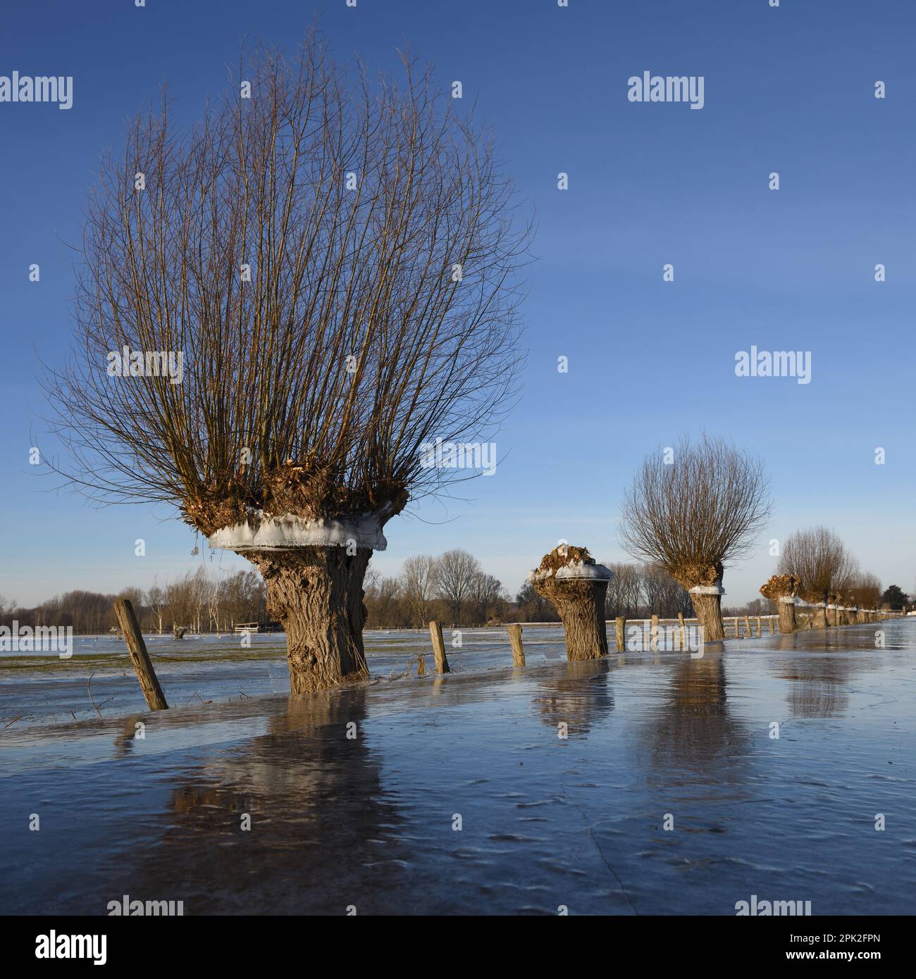 at frosty cold... Head willow ( Rhine flood in winter 2020/2021 ) with ...