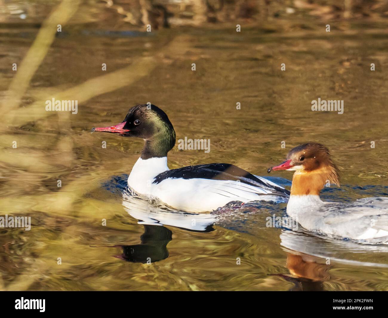 A pair of Goosander, Mergus merganser, on the River Brathay in ...