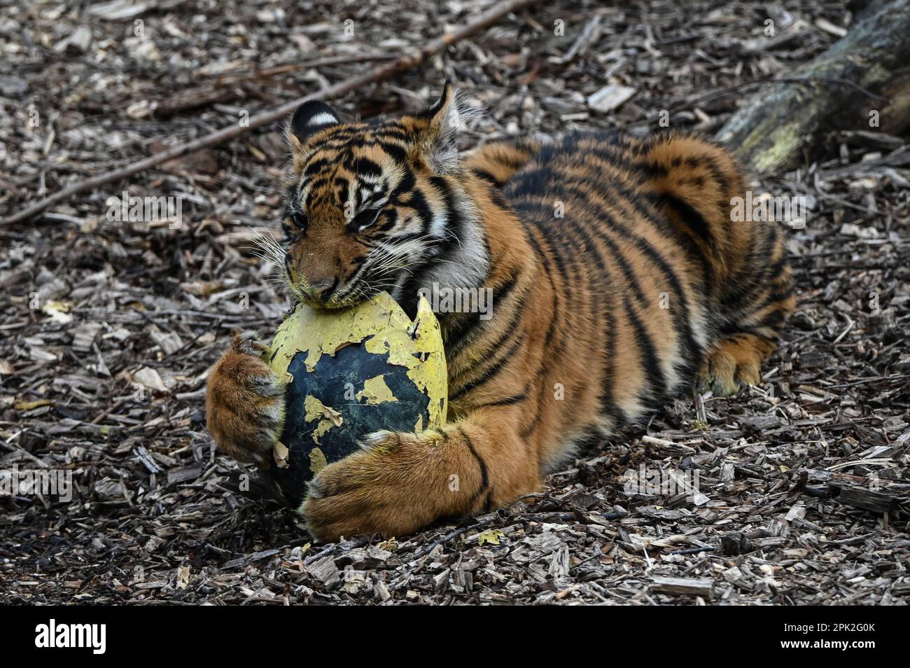 London Zoo, London, UK. 5th Apr, 2023. PHOTOCALL: Playful Sumatran ...