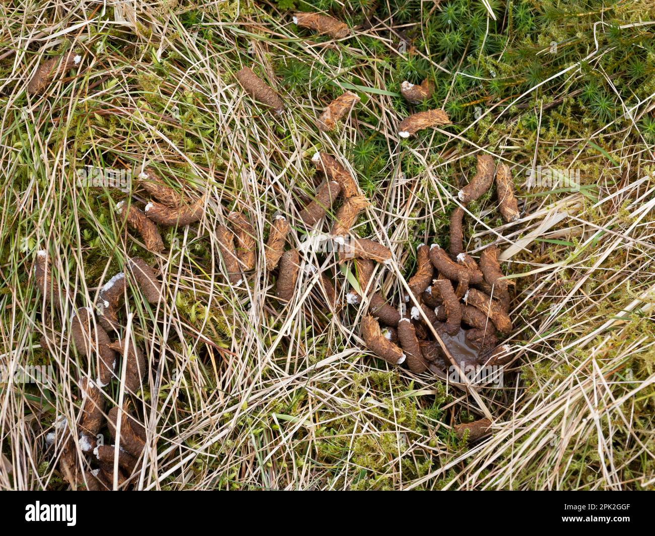 Red Grouse, Lagopus lagopus scotica, droppings on moorland in the ...
