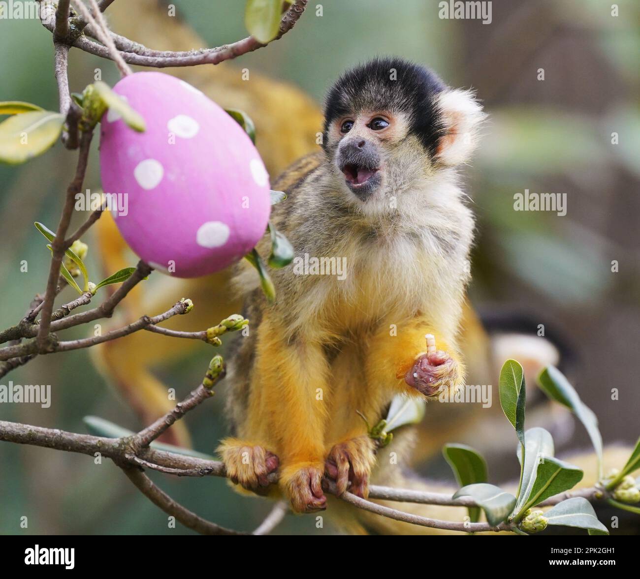 Bolivian black-capped squirrel monkeys enjoying an Easter treat at ZSL ...