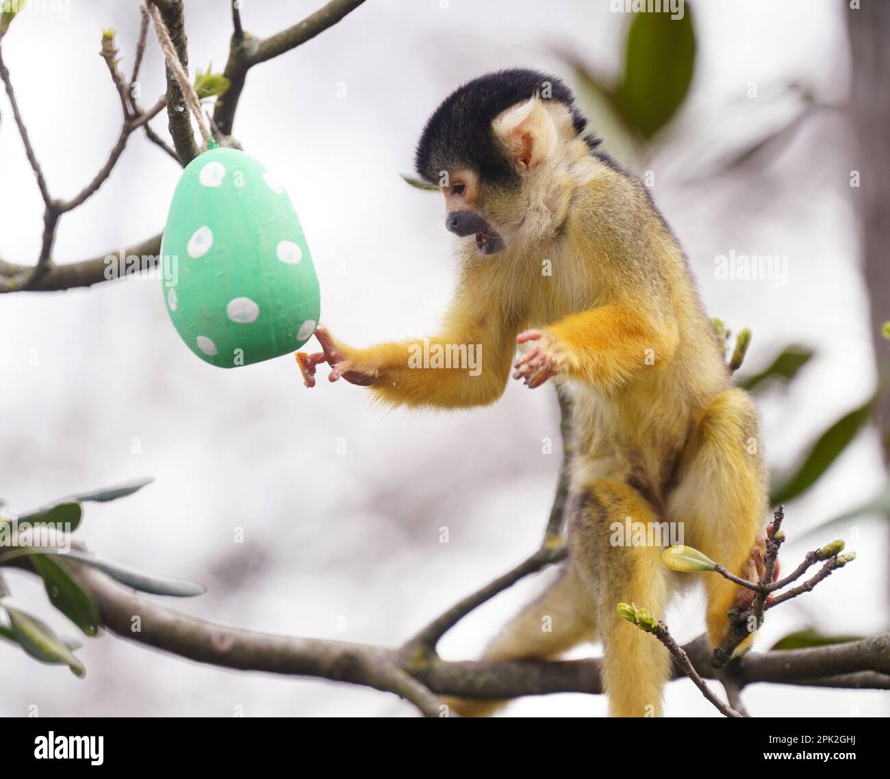 Bolivian black-capped squirrel monkeys enjoying an Easter treat at ZSL ...