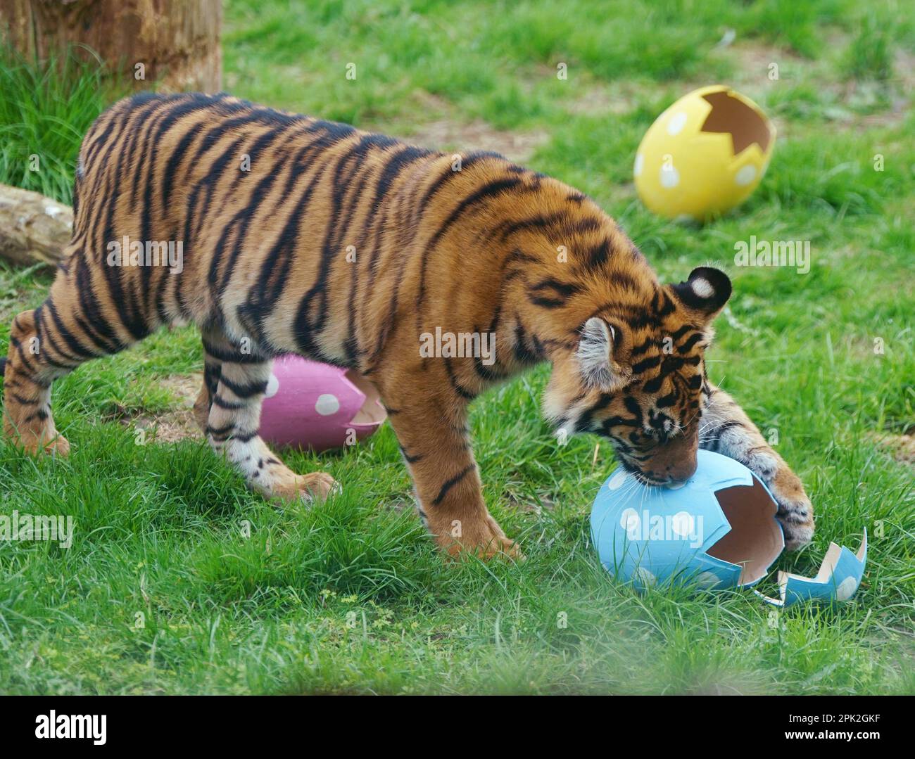 Sumatran tigers enjoying an Easter treat at ZSL London Zoo, in Regent's ...
