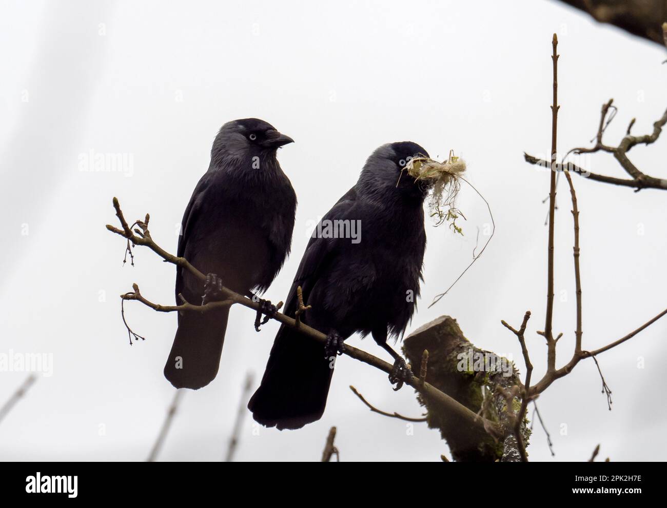 A Jackdaw, Corvus monedula with nesting material in Ambleside, Lake ...