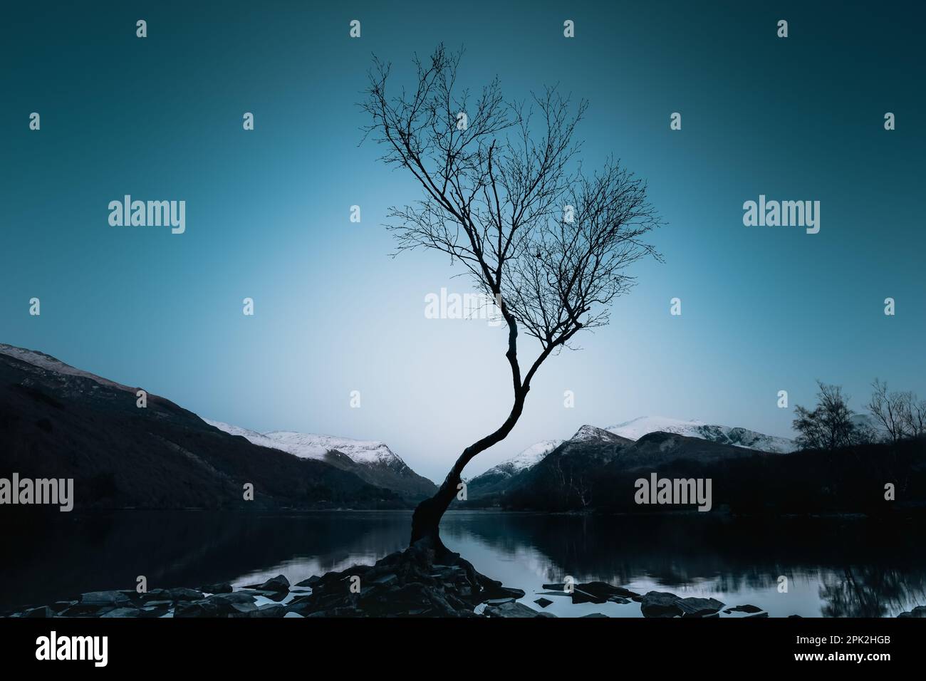 Lone Tree, Llyn Padarn Stock Photo - Alamy