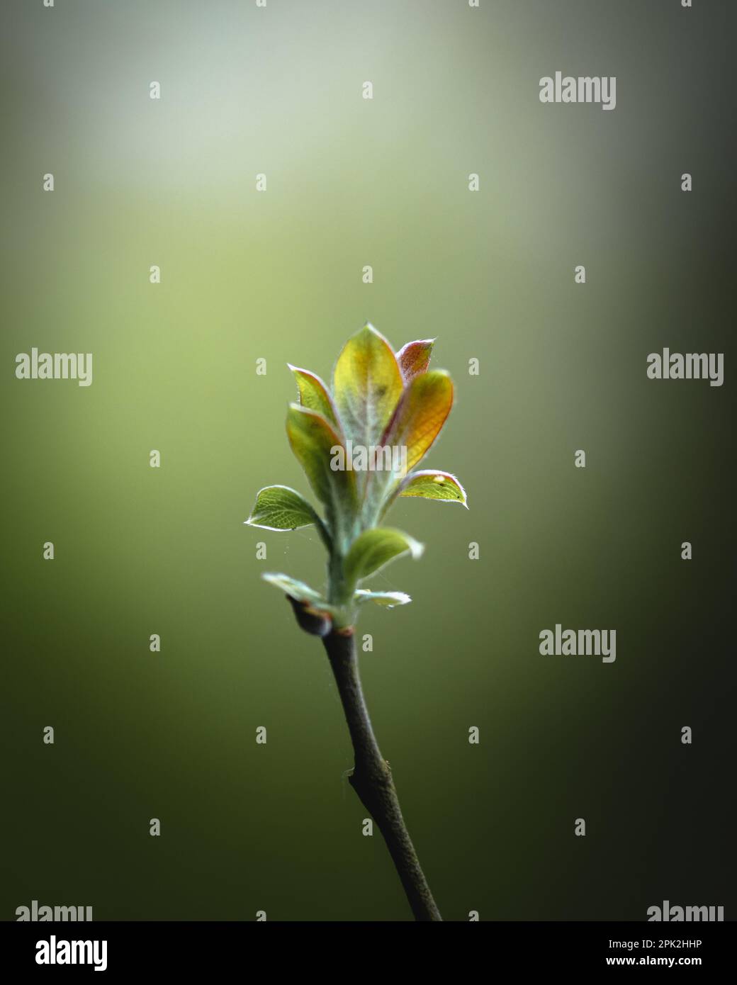 Budding floral growth hi-res stock photography and images - Alamy