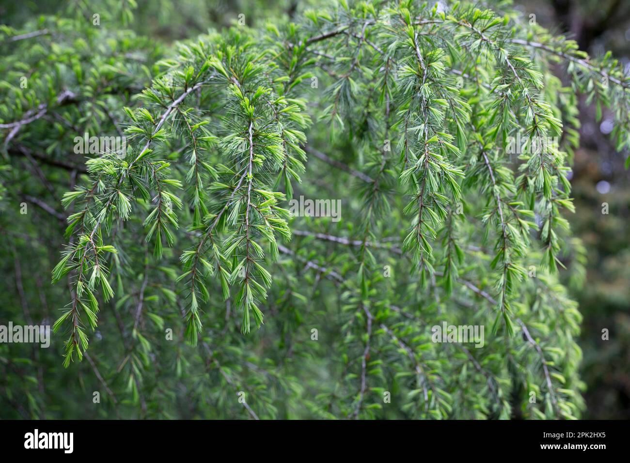 Cedrus deodara, the deodar cedar in spring, Himalayan cedar, or deodar ...
