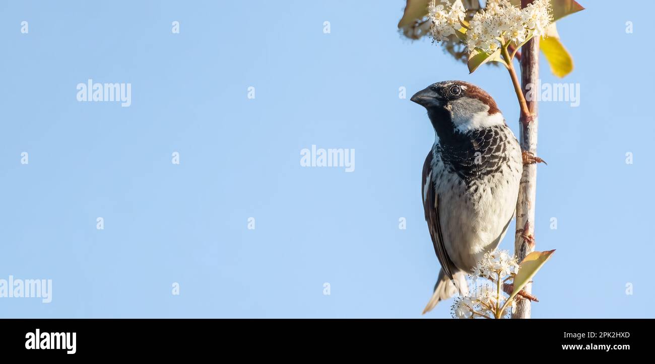 Hello spring banner with tree sparrow small bird sitting on the branch ...