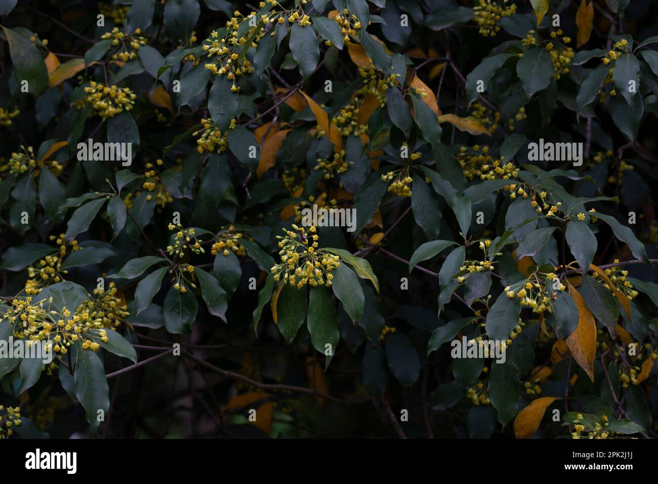 Flowering Pittosporum tobira, family Pittosporaceae, occurs under ...