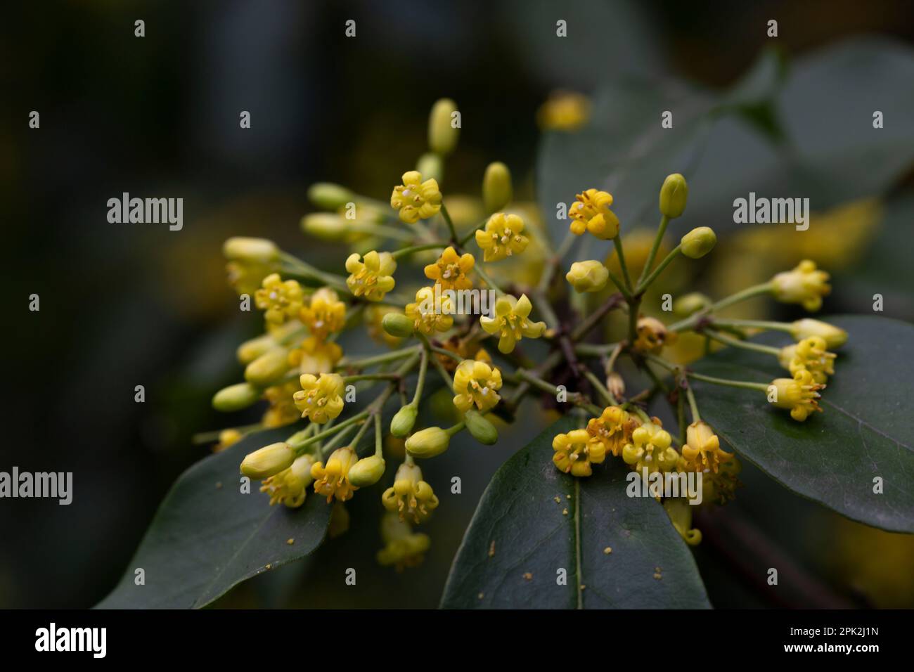 Flowering Pittosporum tobira, family Pittosporaceae, occurs under ...