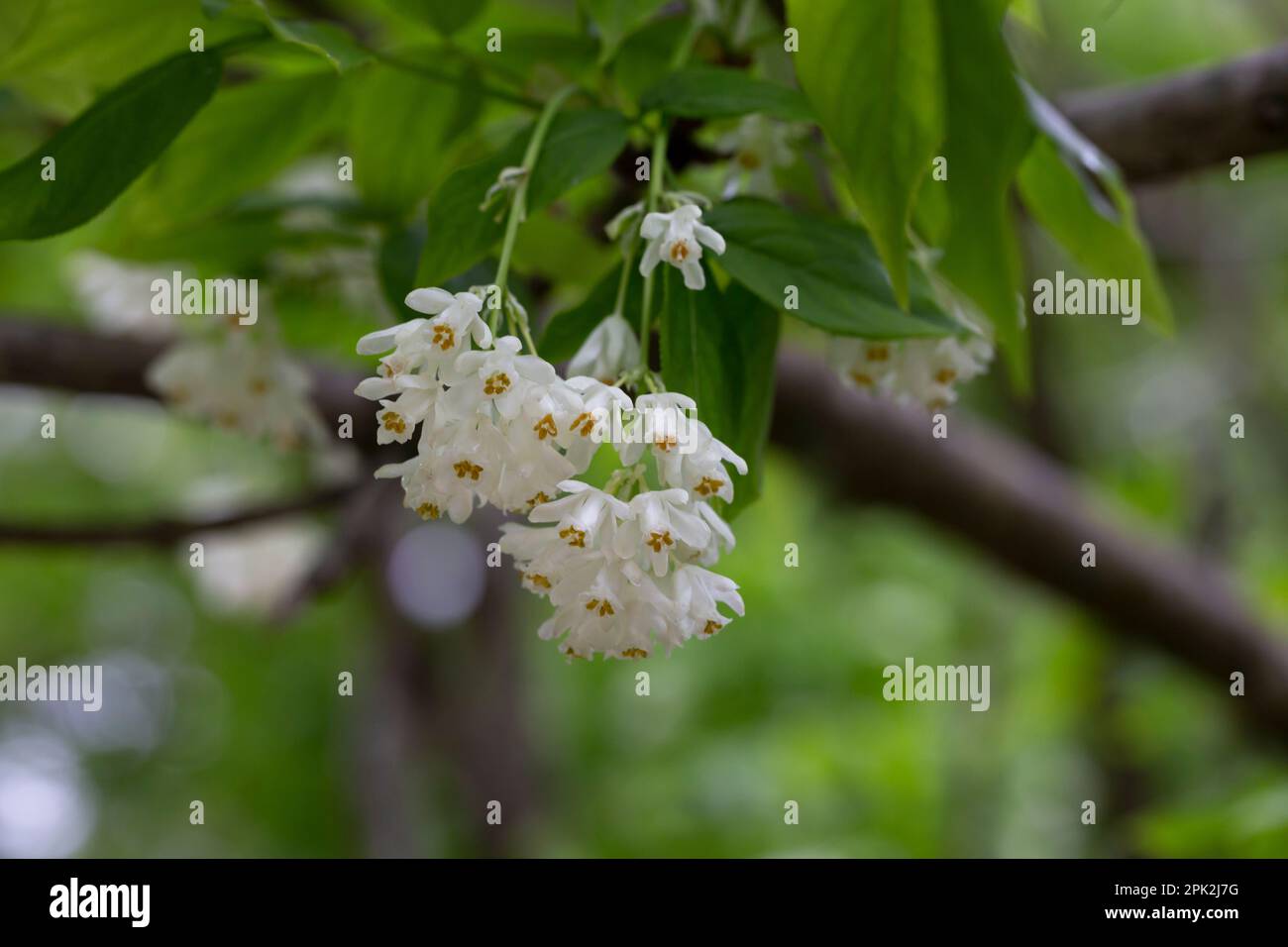 A closeup shot of bell-shaped, fragrant buds and flowers of the ...