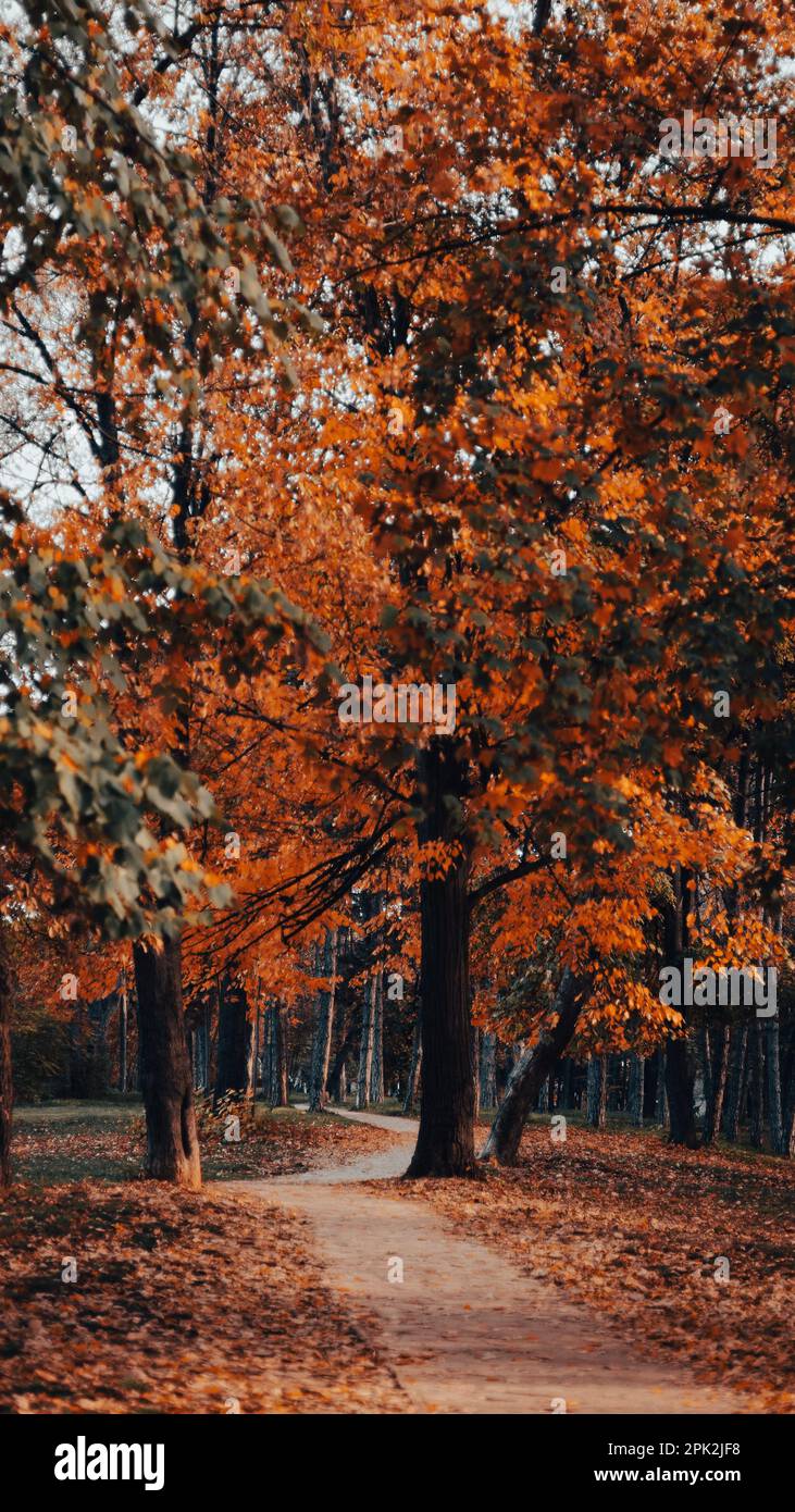 A tranquil pathway lined with trees, with fallen leaves scattered along ...