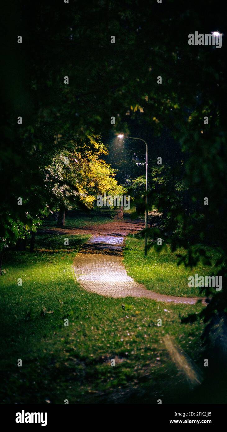 A scenic nighttime pathway winds through a mysterious forest park ...