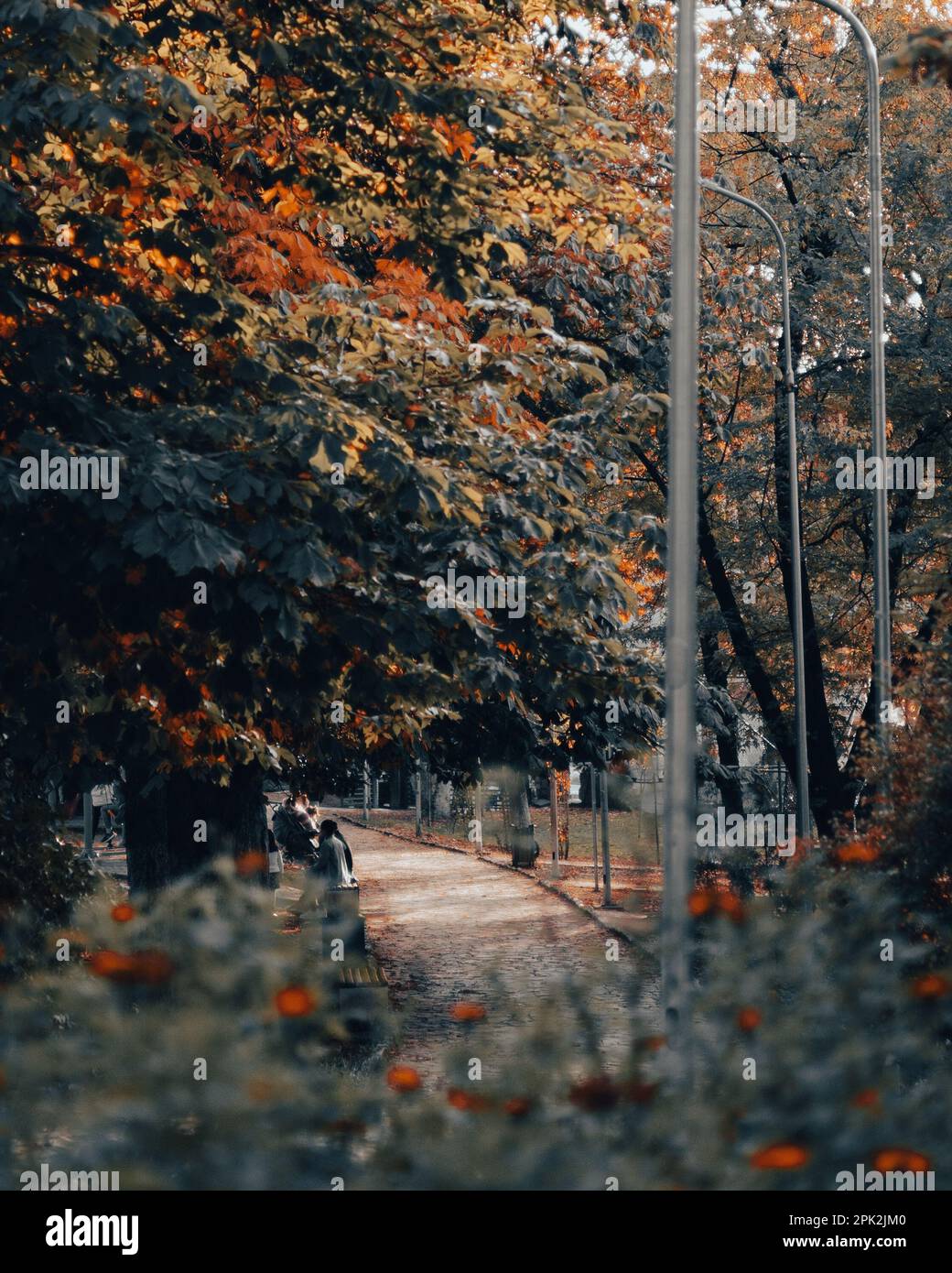 A high-resolution vertical photograph of a scenic pathway in a lush ...