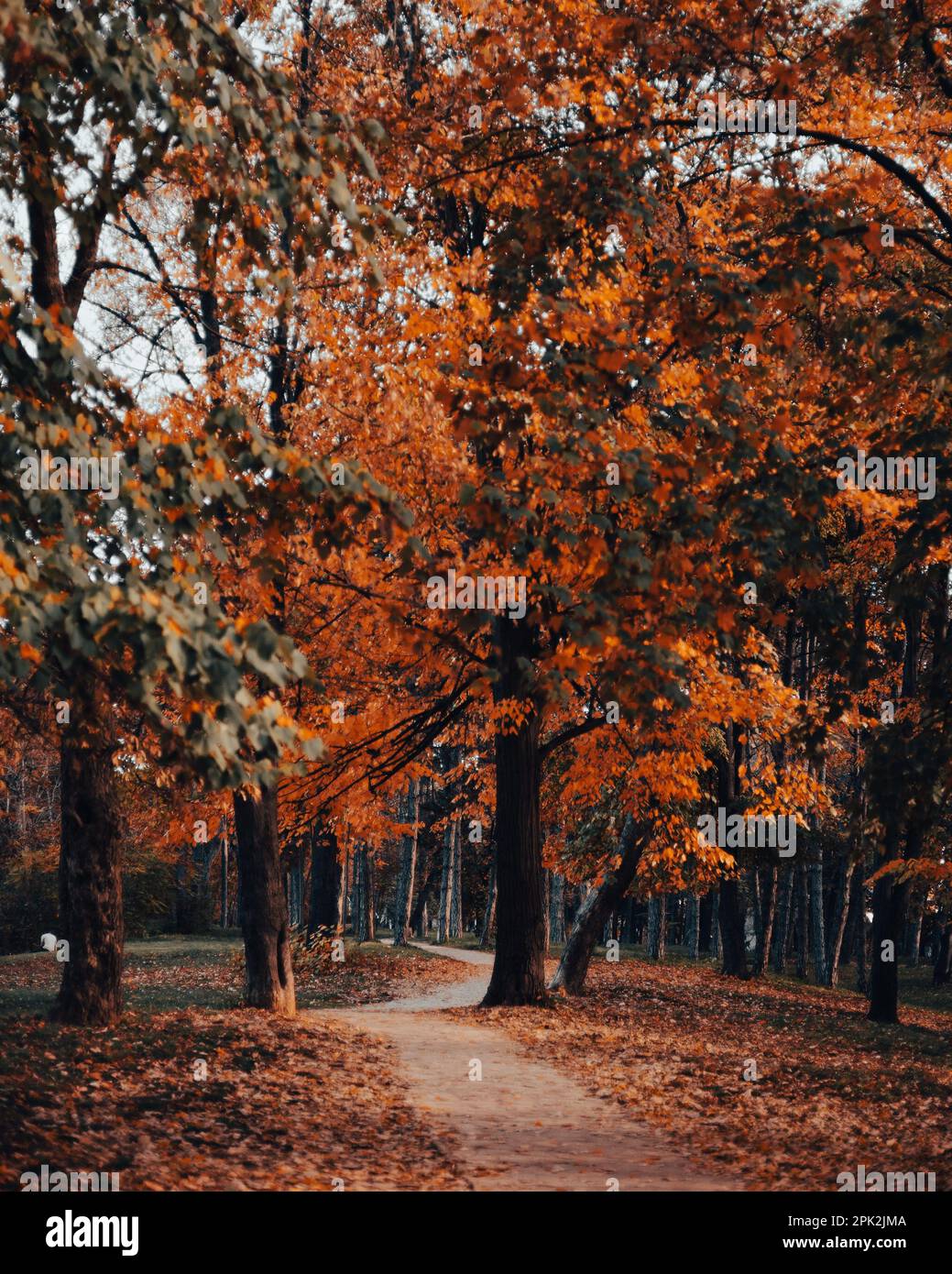 This stock photo depicts a walkway in the autumn season, surrounded by ...