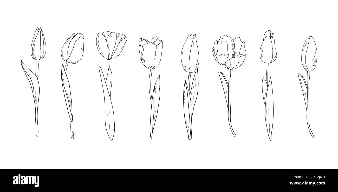 Hand-drawn vector set of outline tulips with shading Stock Vector Image ...