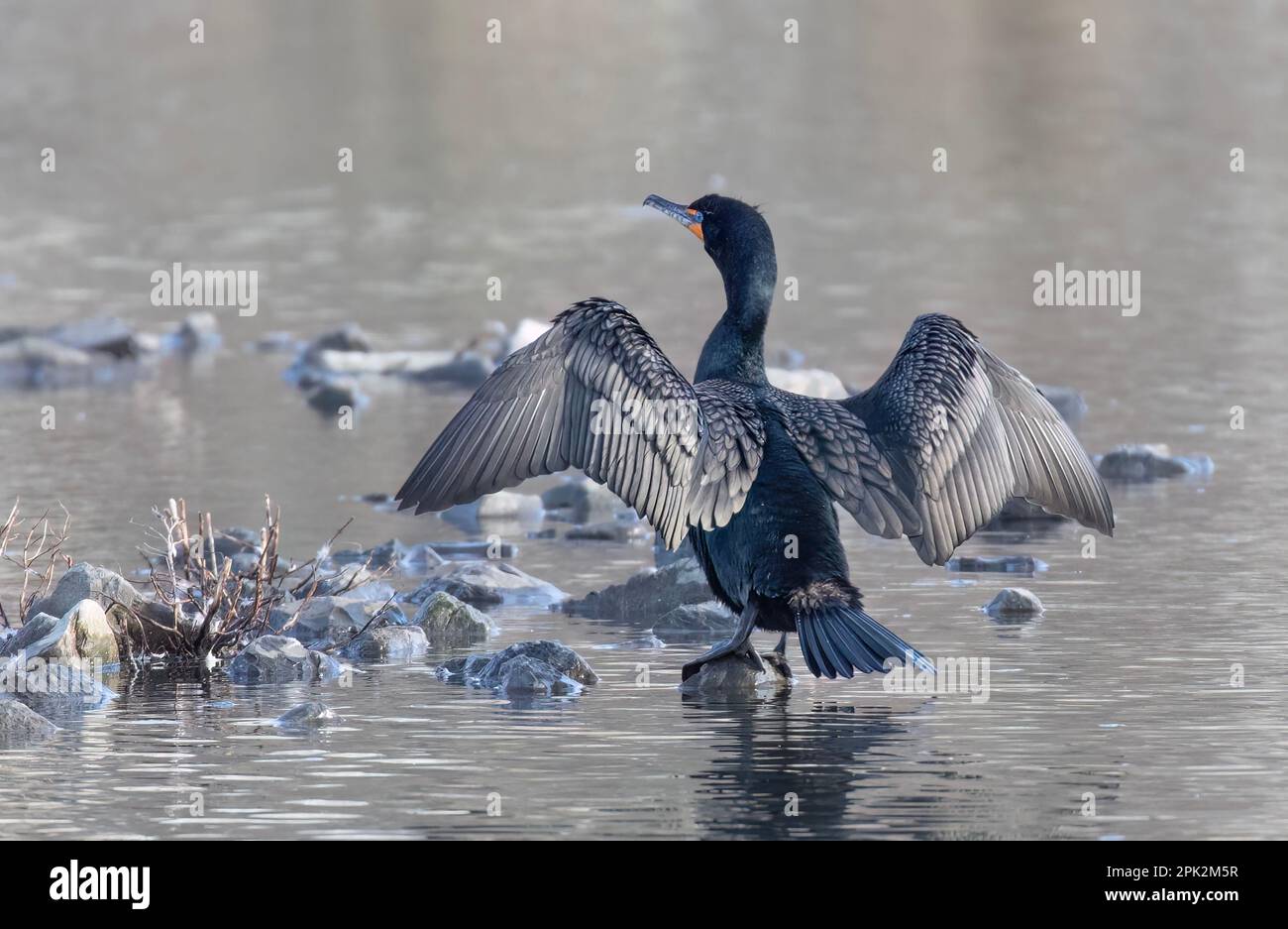Double-crested Cormorant drying their wings on a local pond in Canada ...