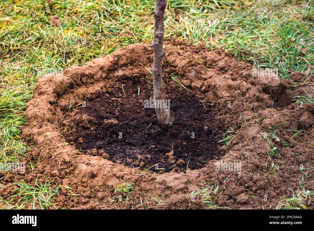 Creation of a basin around a freshly planted tree trunk to facilitate ...