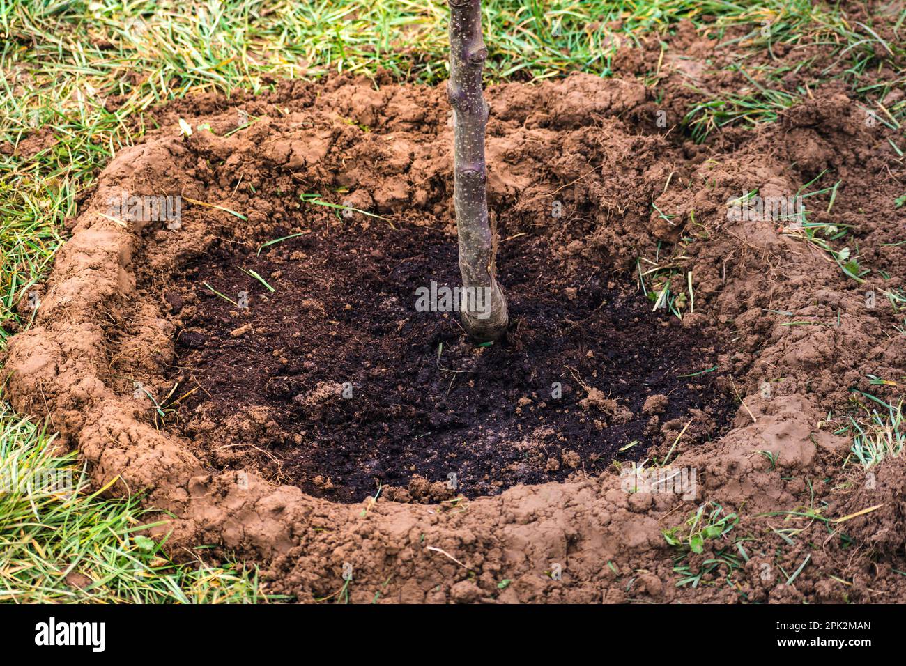 Creation of a basin around a freshly planted tree trunk to facilitate ...