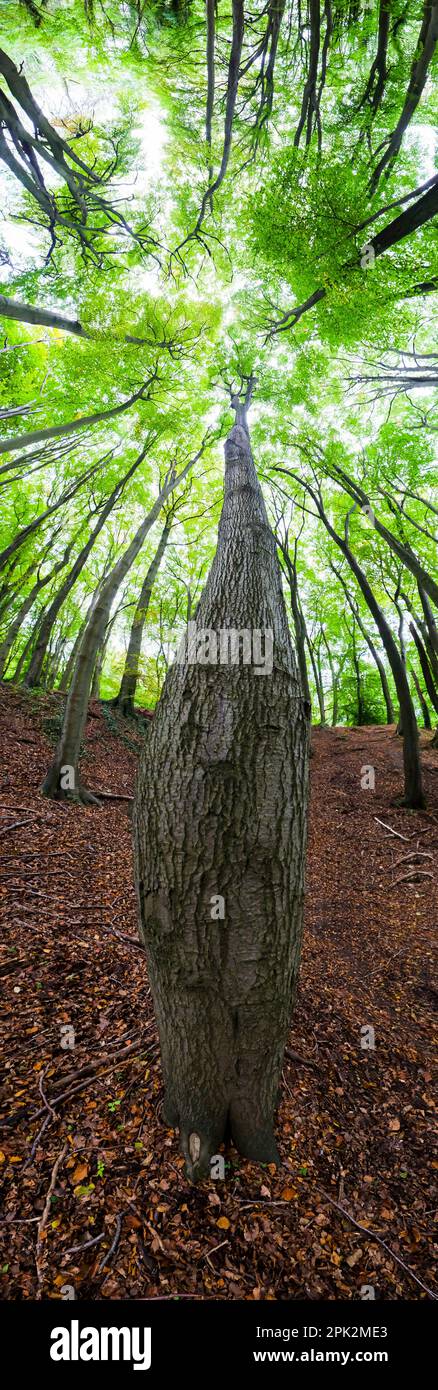 Vertical panormaic of trees in a small forest with distorted trunks ...