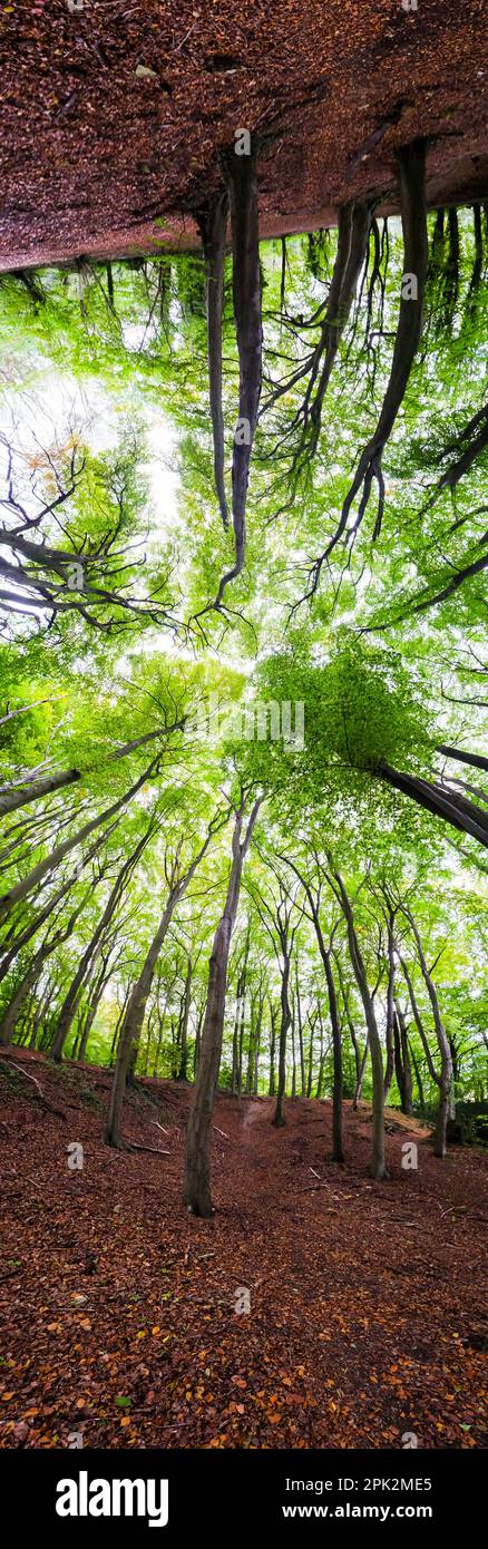 Vertical panormaic of trees in a small forest with distorted trunks ...