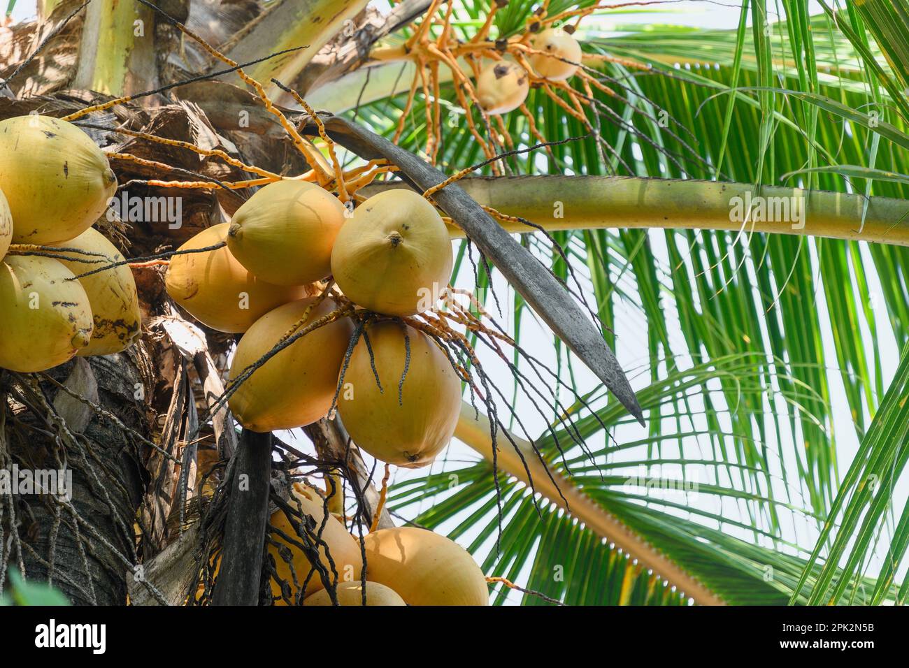 Close up cluster coconuts hi-res stock photography and images - Alamy