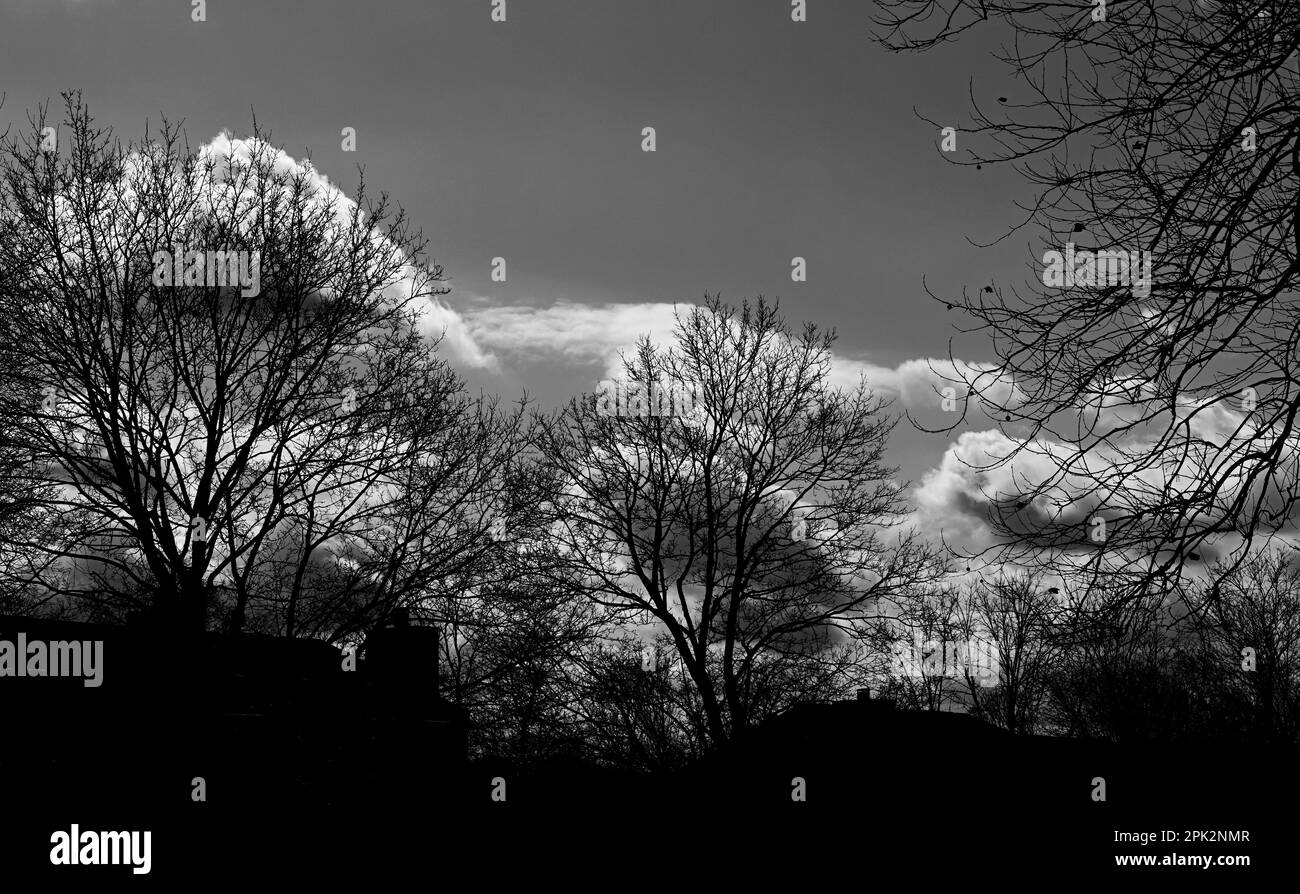 Forest stand Black and White Stock Photos & Images - Alamy