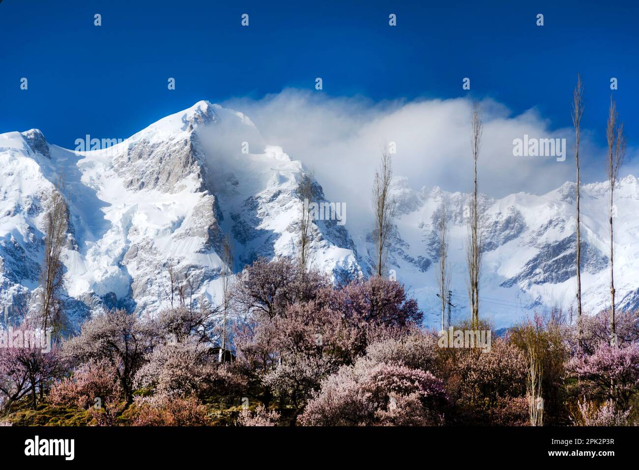 beautiful spring landscapes of blossom trees and mountains in ...