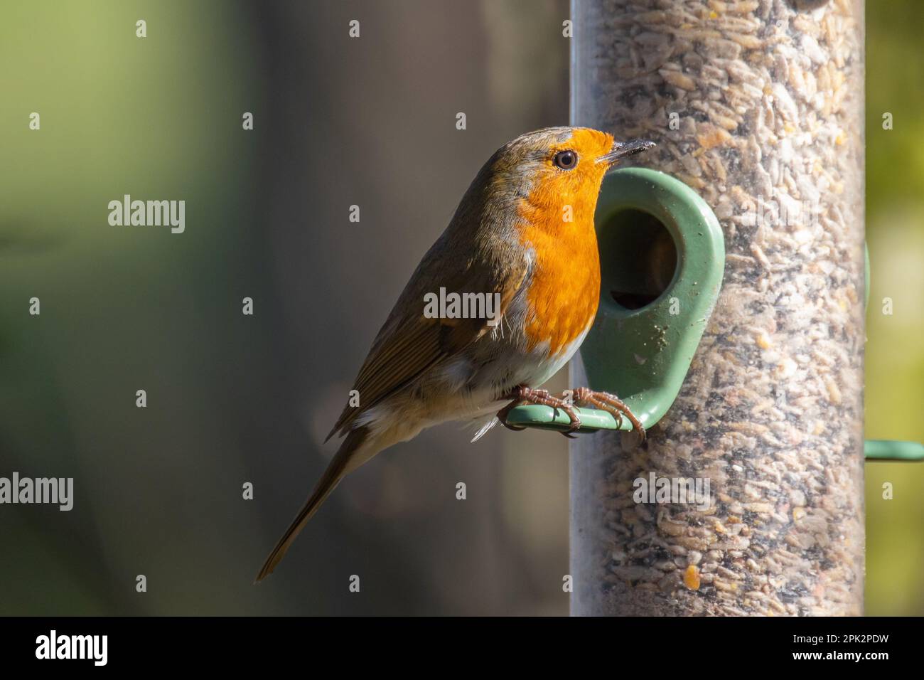 Robin at loch leven hi-res stock photography and images - Alamy