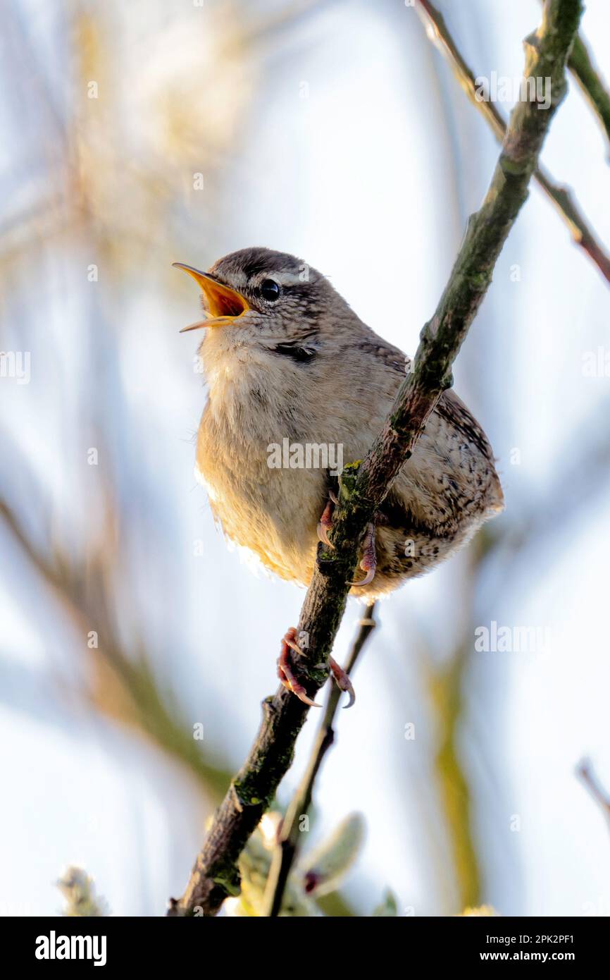 Wren singing at sunrise Stock Photo - Alamy