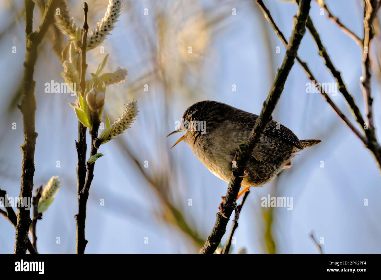 Wren singing at sunrise Stock Photo - Alamy