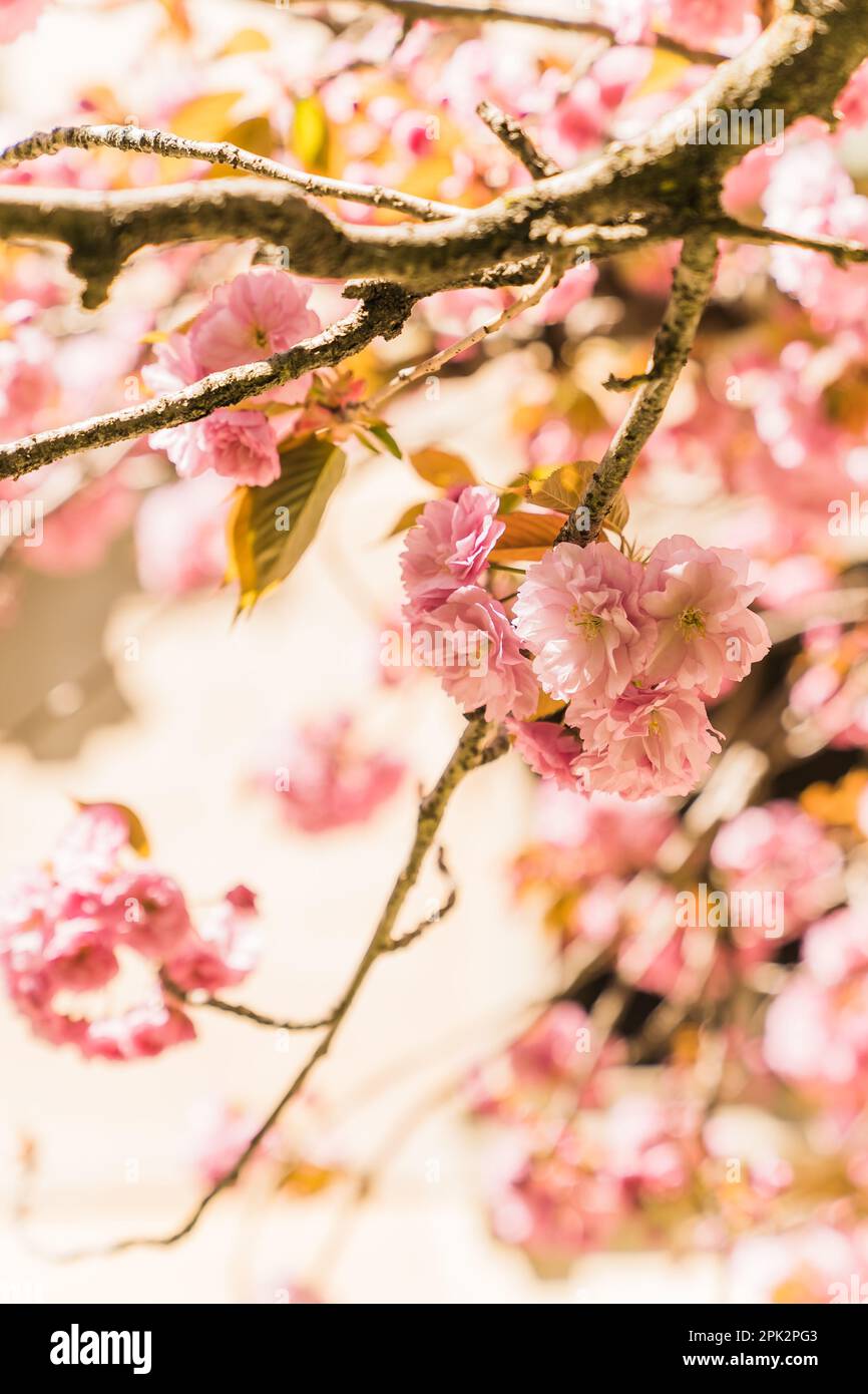 close up of a Cherry Blossom Tree in Venice, Italy Stock Photo - Alamy