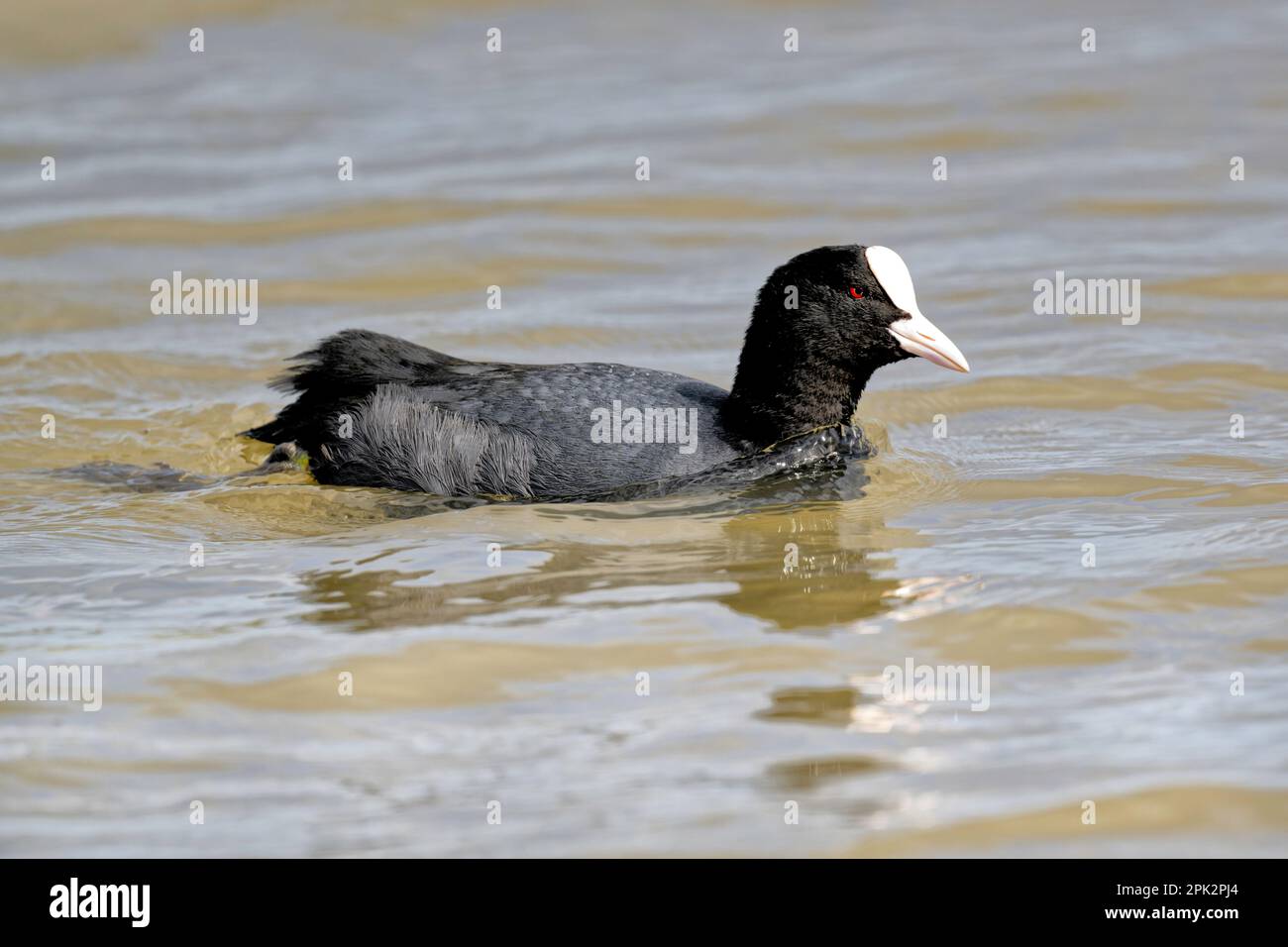 Common coot swimming hi-res stock photography and images - Alamy