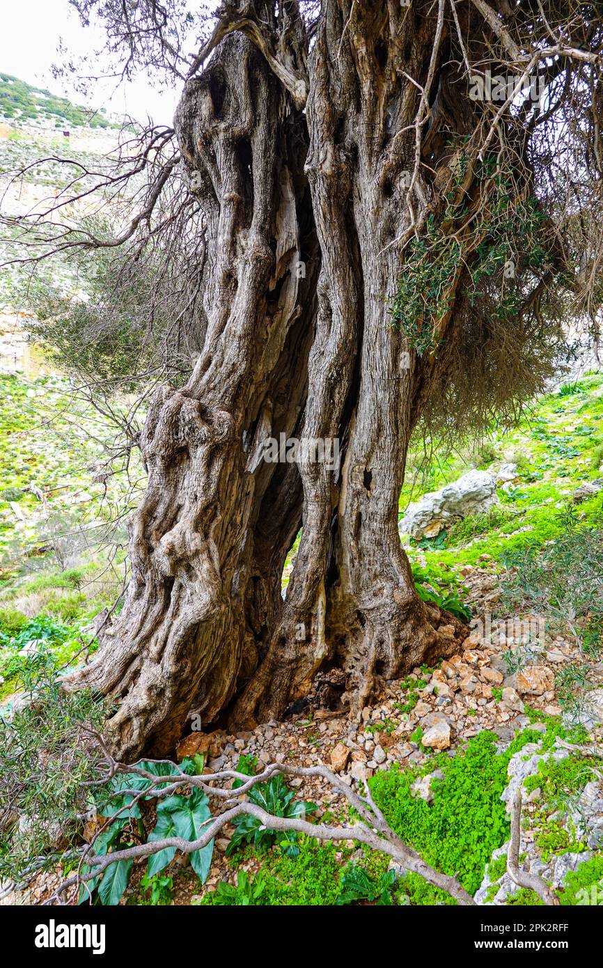 Ancient olive tree on Kalymnos, Greek island, Dodecanese Islands ...