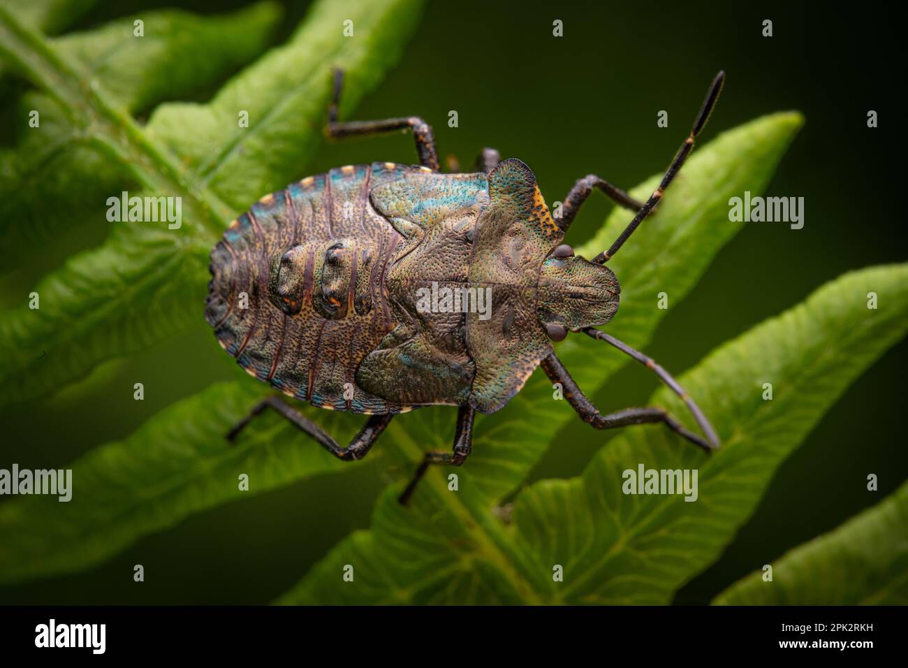 Forest shield bug hi-res stock photography and images - Alamy
