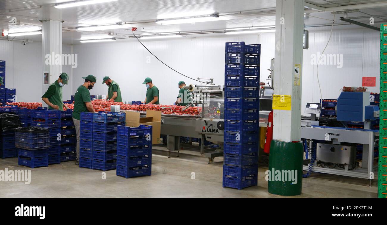 Tomatoes processing and packaging on an agricultural factory in the ...